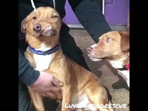 Born This Way- Luvable Dog Rescue's Pablo and Picasso