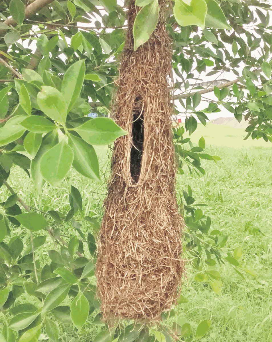 Arquitecto de la naturaleza