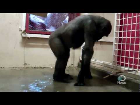 Breakdancing Gorilla at the Calgary Zoo Explained