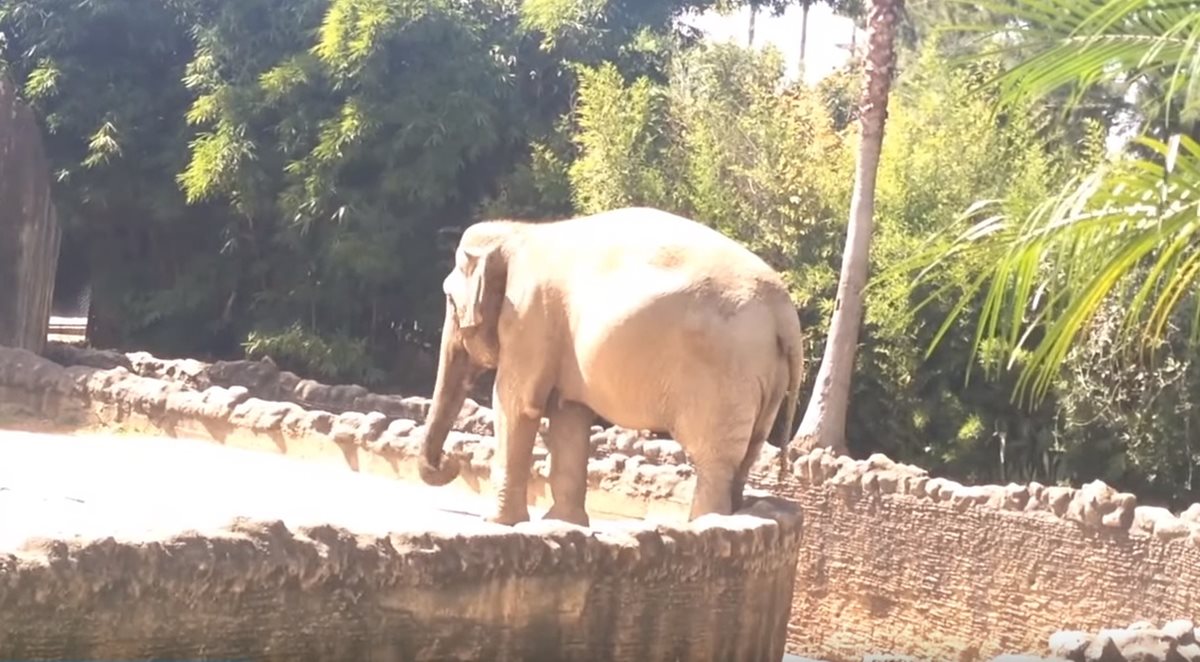 Paseo en el Zoológico