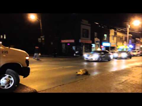 Mapache revive a su compañero