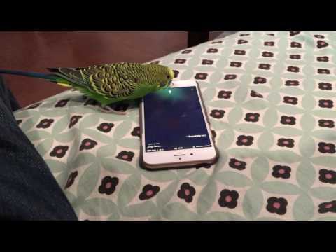 Un perico conversa con Siri