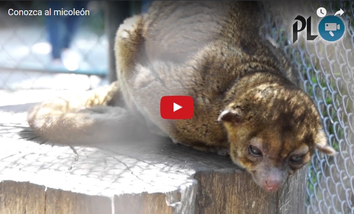 Micoleón no es agresivo – Prensa Libre