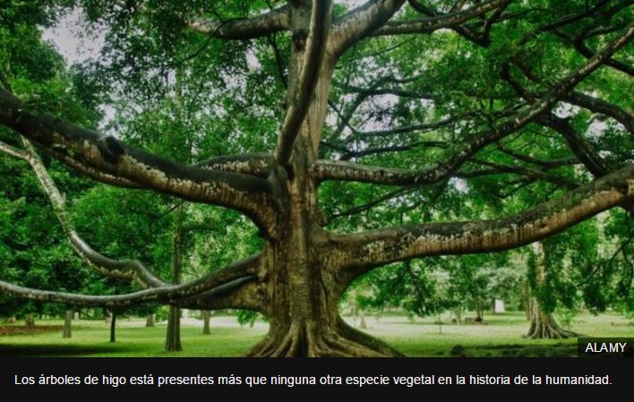 Increíble Historia Del árbol Que Más Ha Influido En La Historia De La