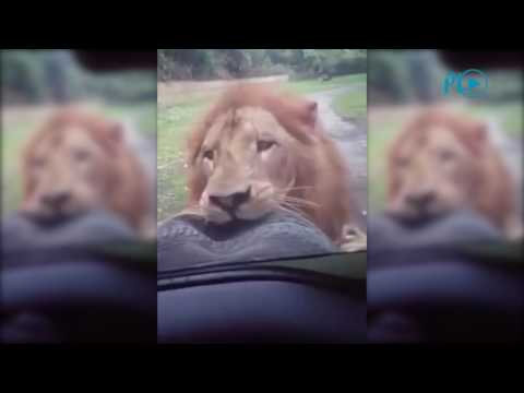 León muerde neumático de vehículo durante paseo en Auto Safari