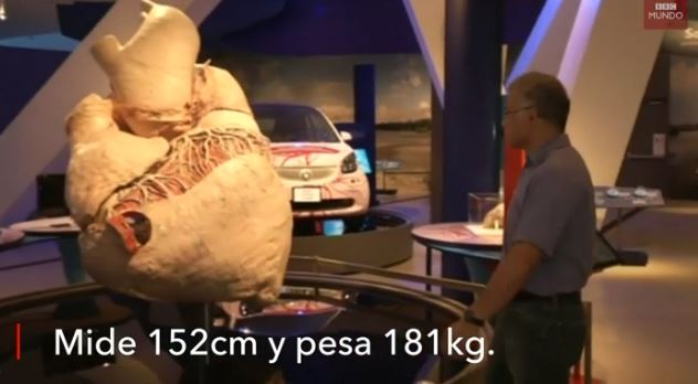 ¿Cómo es el corazón más grande jamás visto?