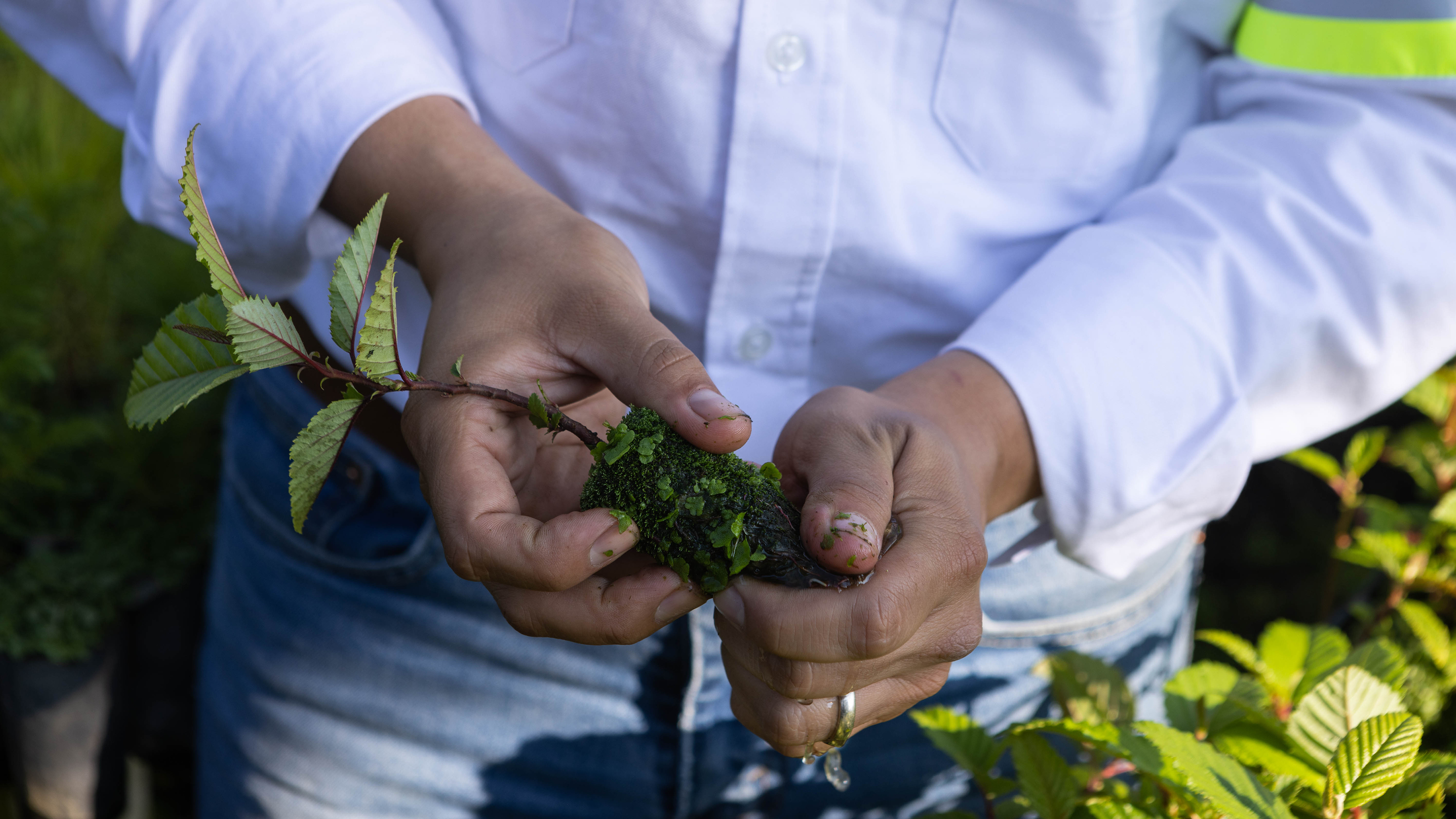 AgroProgreso promueve el cuidado de los bosques en Guatemala
