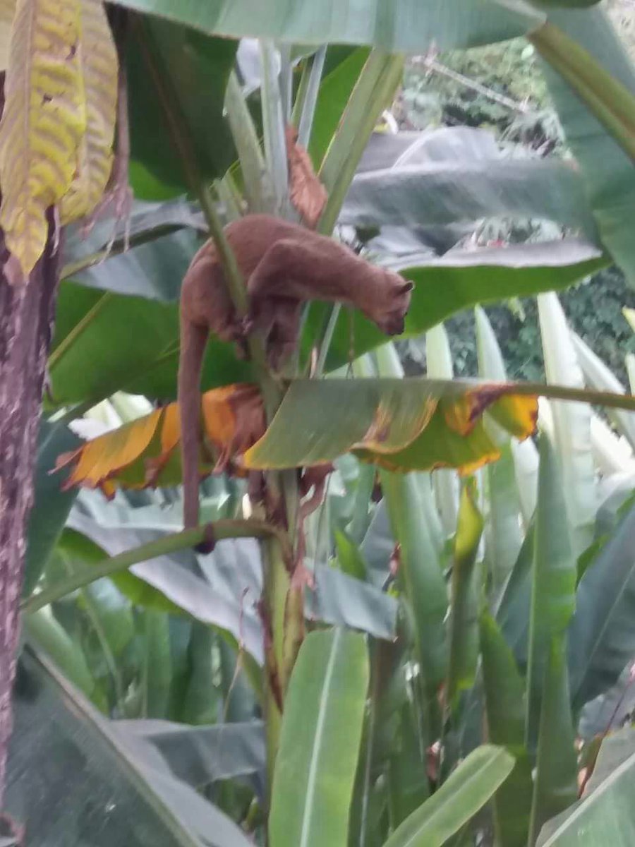 Micoleón regresa a su hábitat