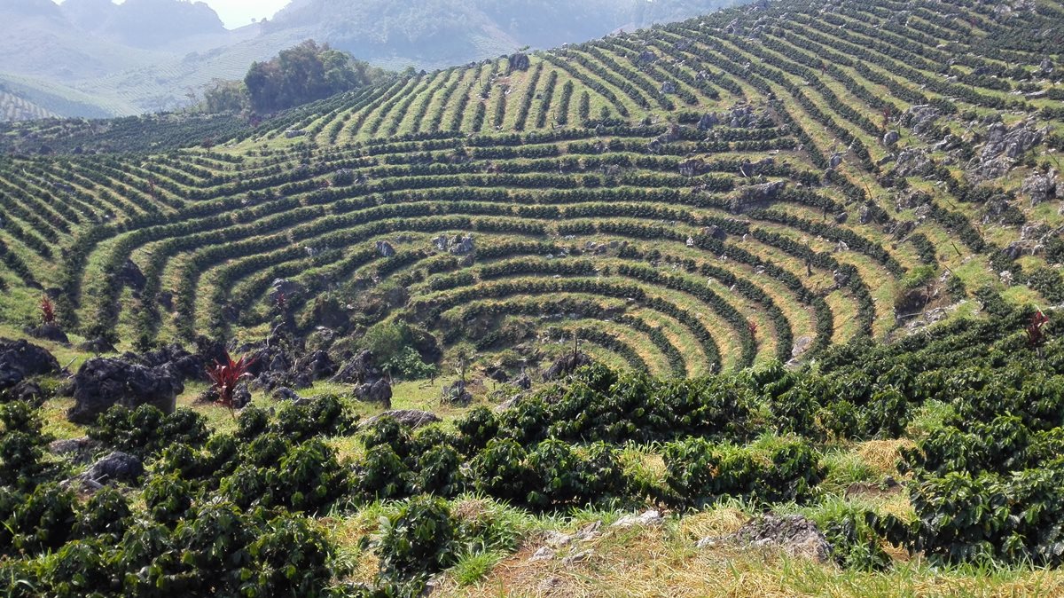 Sembradíos de café – Prensa Libre