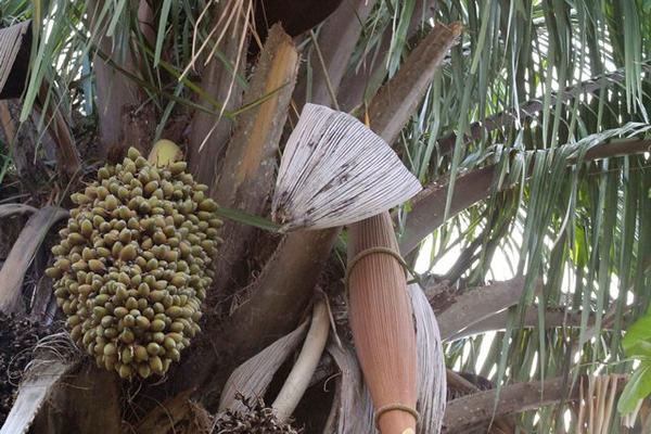 Corozo da olor a la Cuaresma – Prensa Libre