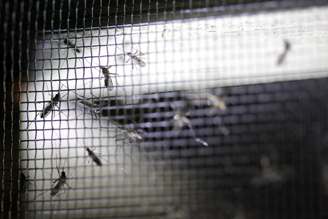 Cómo identificar en el hogar al zancudo transmisor del zika – Prensa Libre