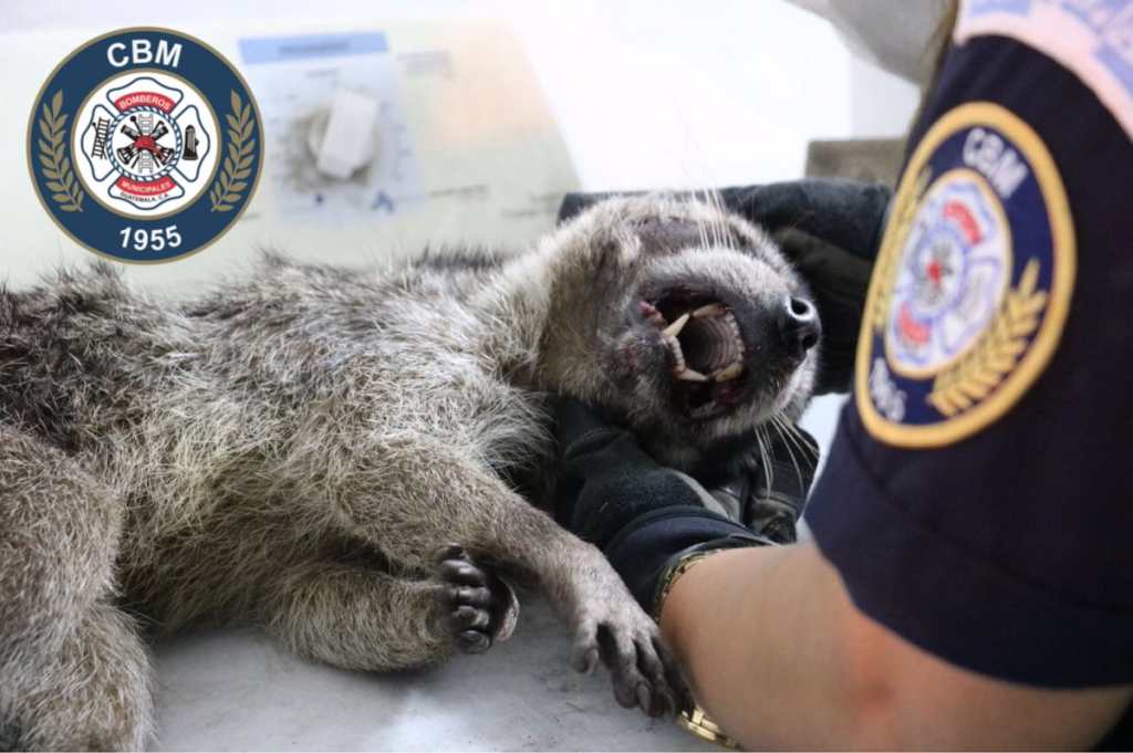 Mapache muere arrollado en la ciudad – Prensa Libre