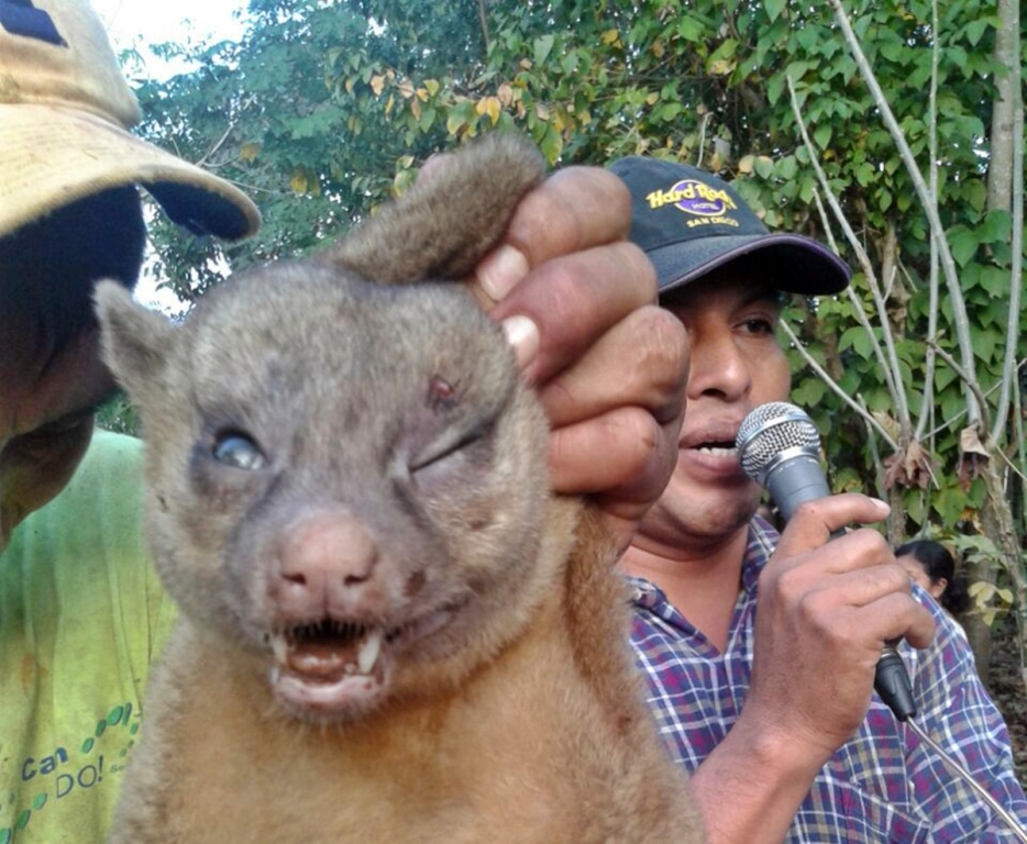 Conap investigará muerte de micoleón