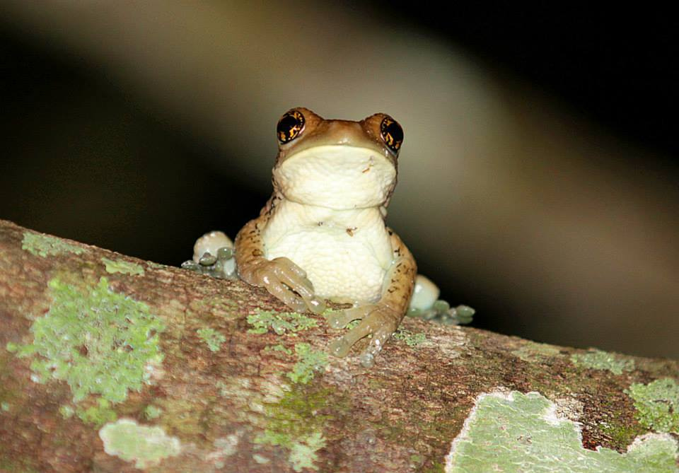 Flora y fauna de Guatemala