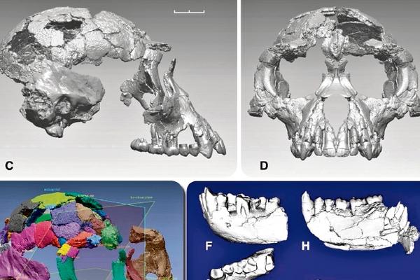 Ardi fue el avance científico del 2009