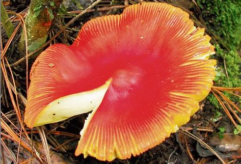 Hongos Naturalmente Coloridos Imágenes De Hongos De Colores Libres De