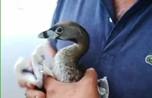 Vecinos confunden pato zambullidor con el extinto poc – Prensa Libre