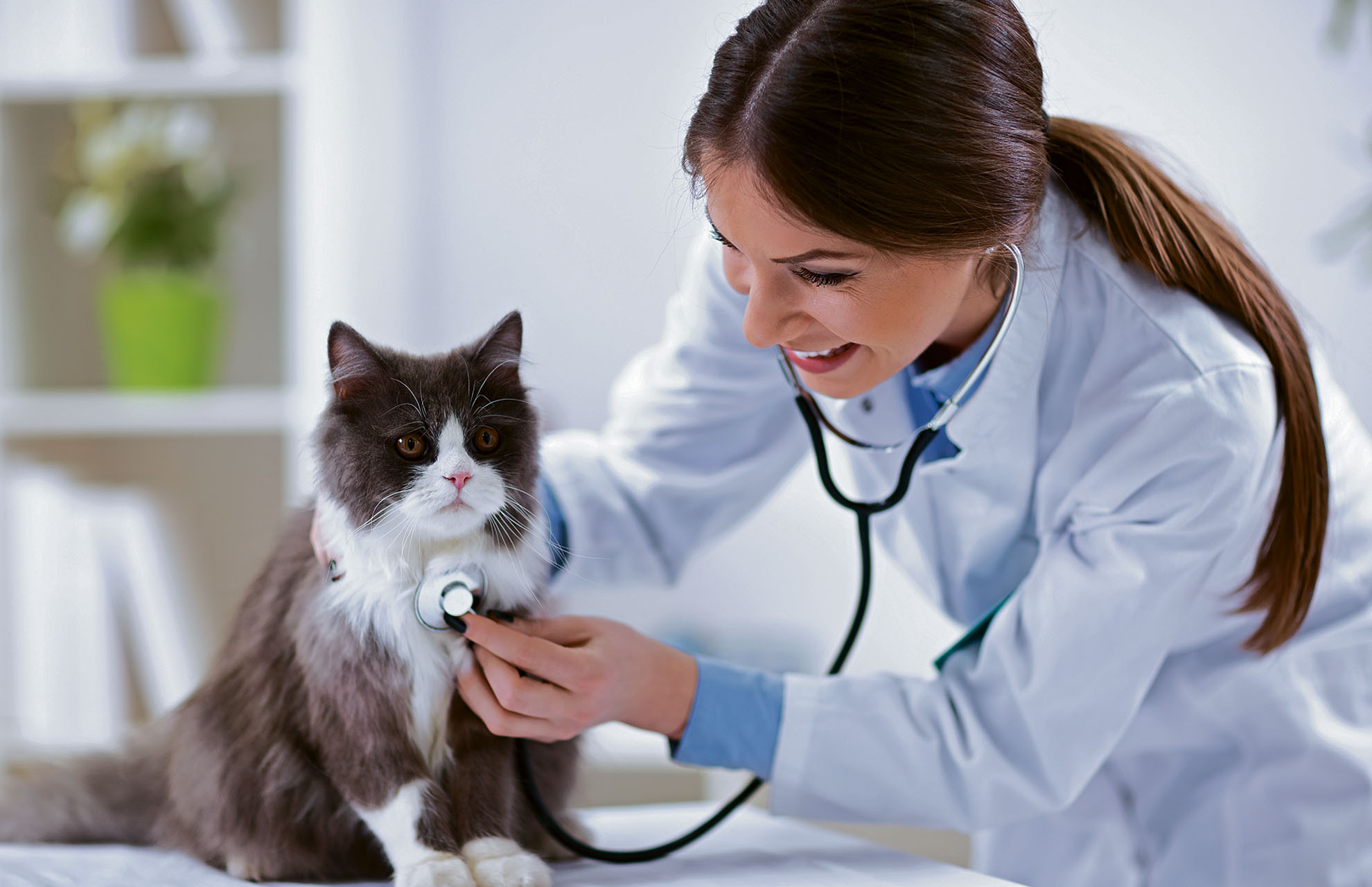 ¿Cuáles son los cuidados veterinarios básicos?
