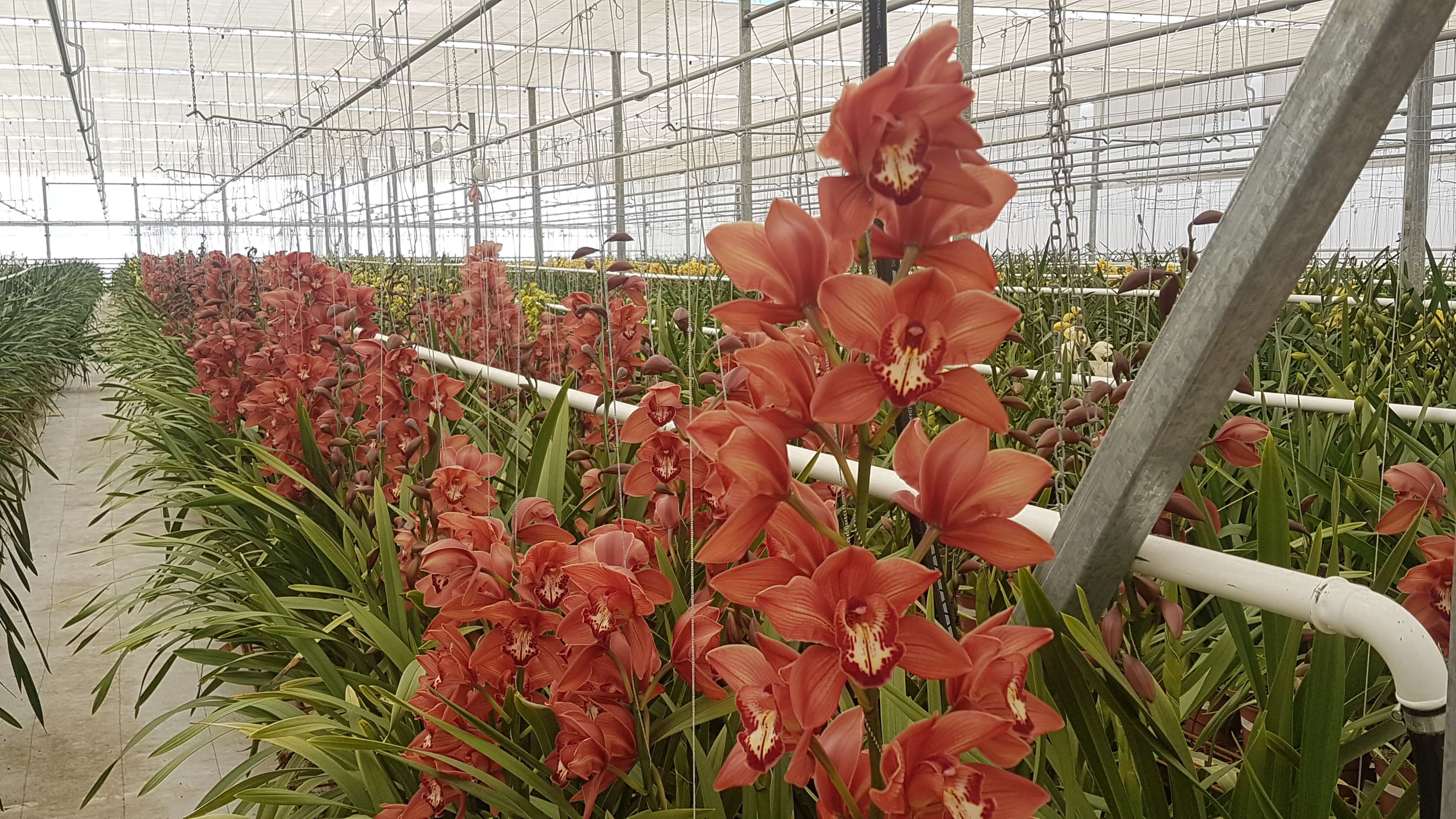 Los cinco tipos de flores por los que apuesta Guatemala en temporada alta (y cuánto valen en el ...