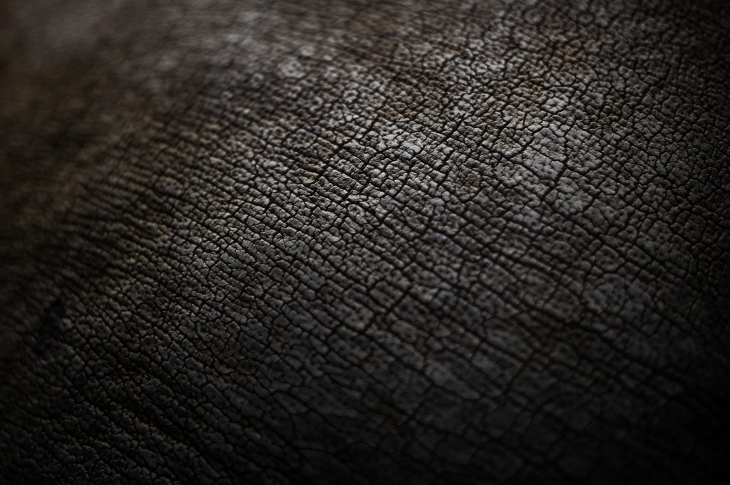 Fotogalería: Día de la Tierra en la piel de los animales – Prensa Libre