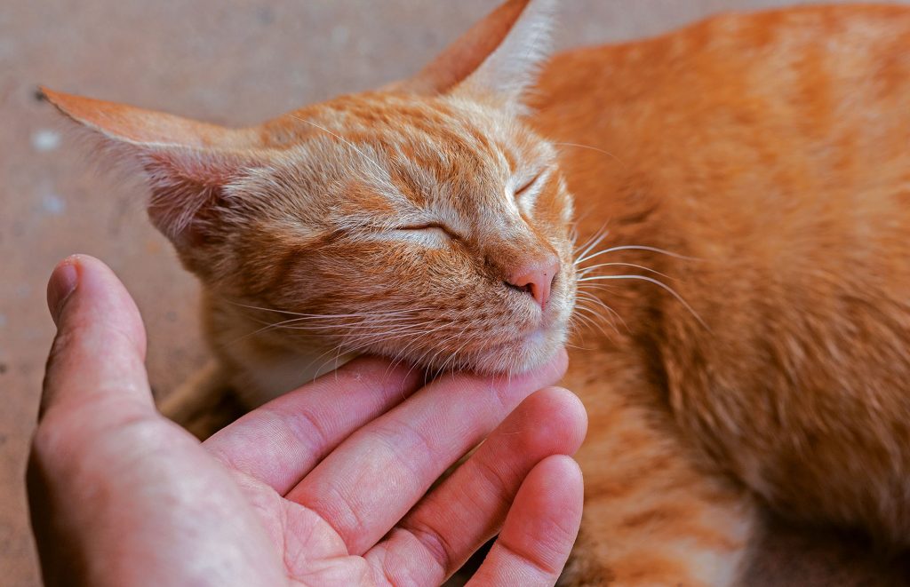 ¿Por qué una mascota es parte de la familia?