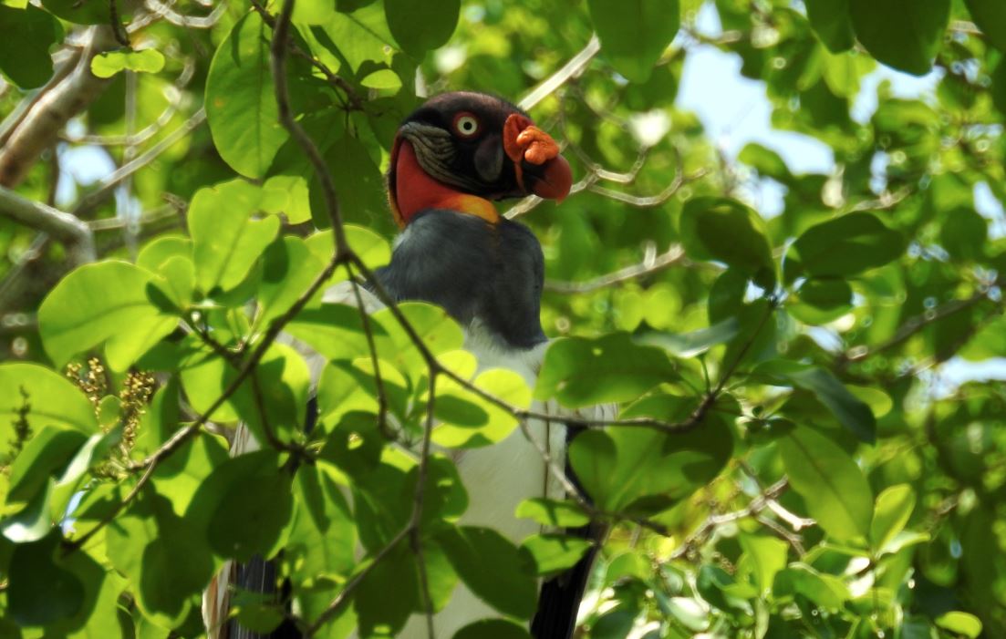 Estas son las riquezas naturales que viven en la selva petenera y que ...