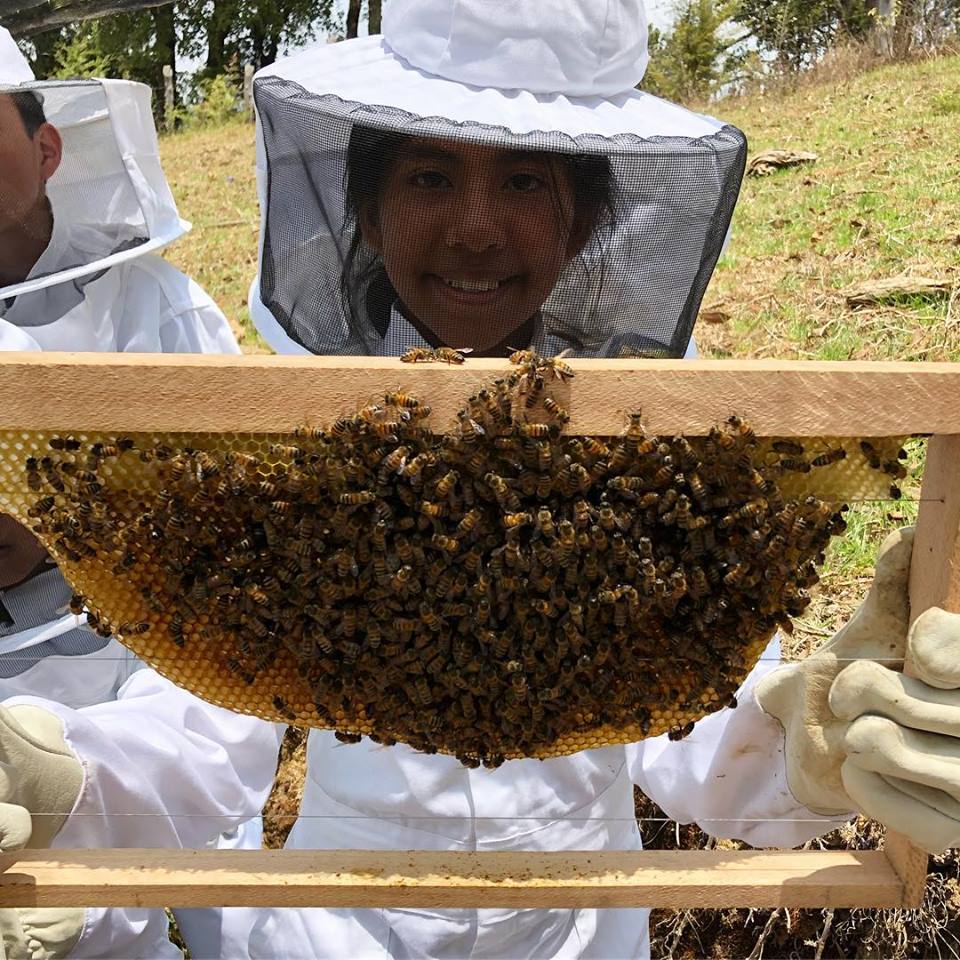 Bee Hub Guate, la iniciativa que lucha por conservar las abejas que ...