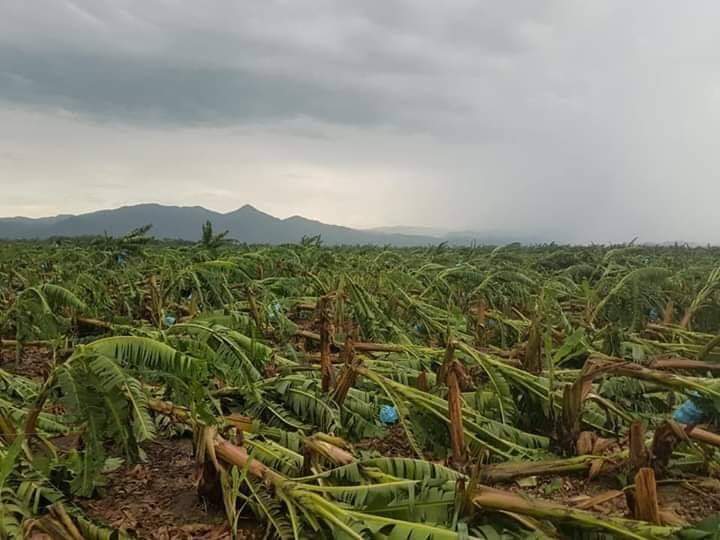 Lluvia causa daños en plantación de banano en Izabal