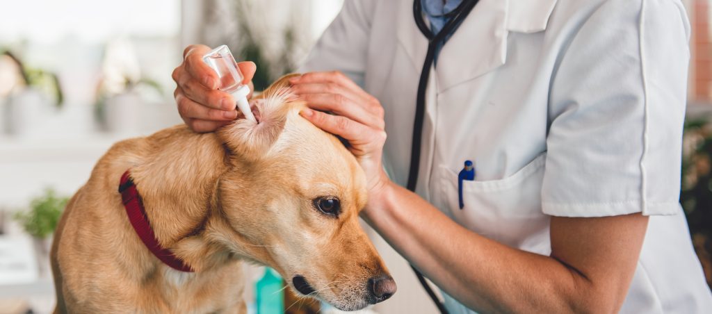 Los perros también se enferman de infecciones en los oídos – Prensa Libre