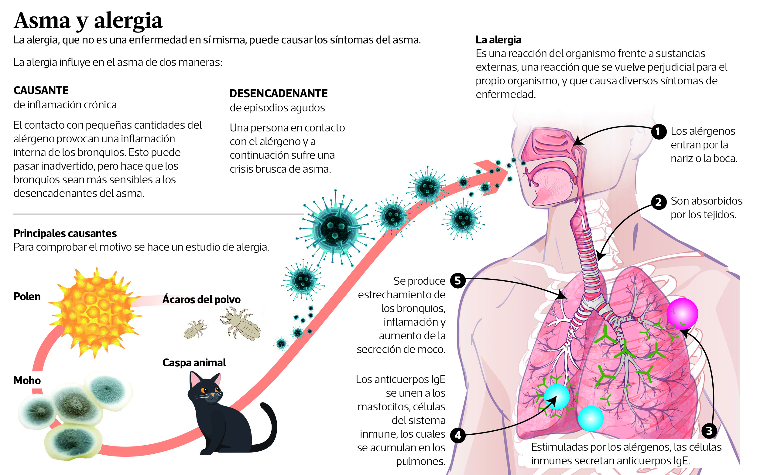 Todo sobre alergias: qué son, cuáles son las más comunes y cómo se ...