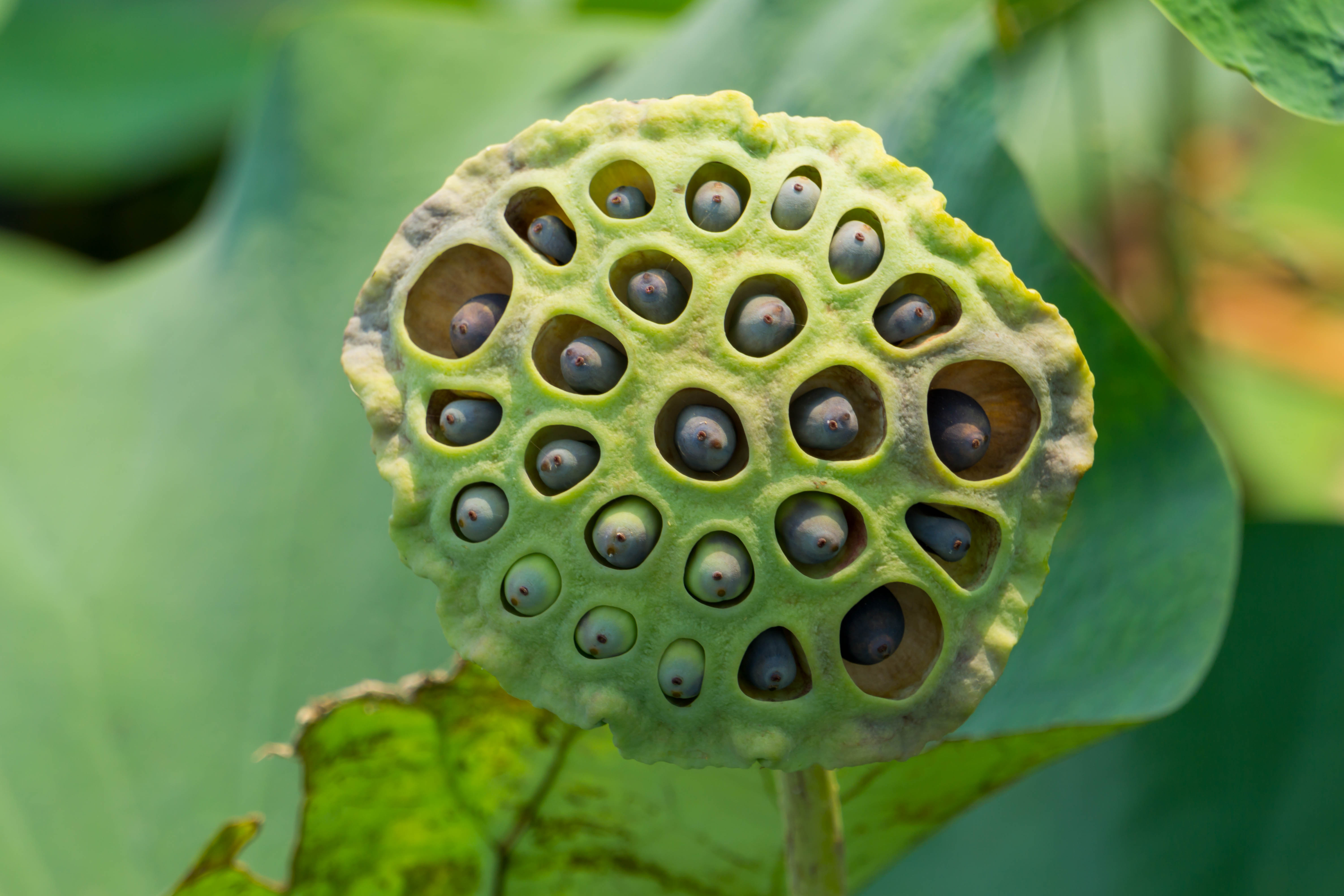 ¿Cuáles son las 5 fobias más extrañas y en qué consisten? – Prensa Libre