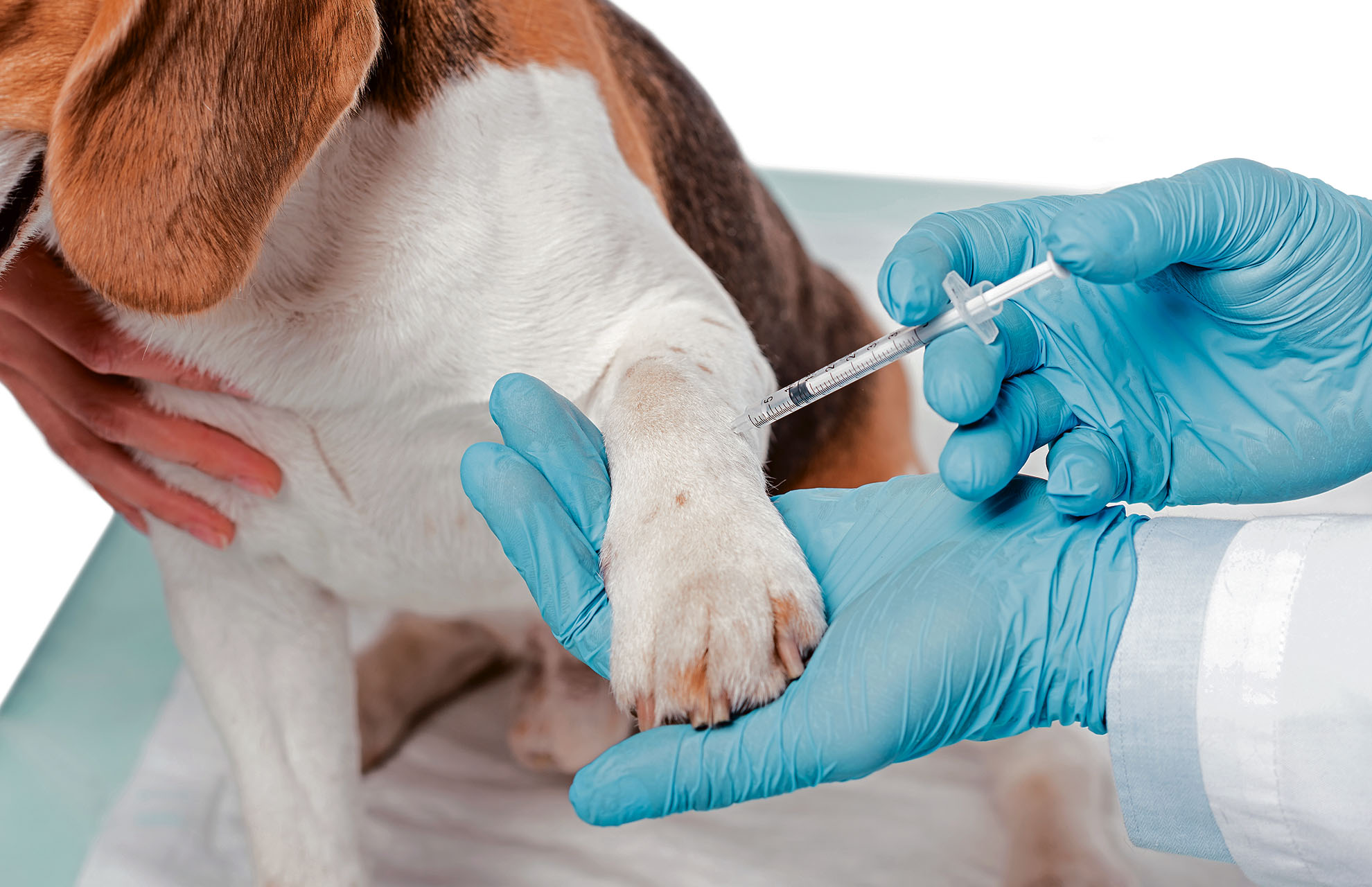 Salud preventiva para mascotas – Prensa Libre