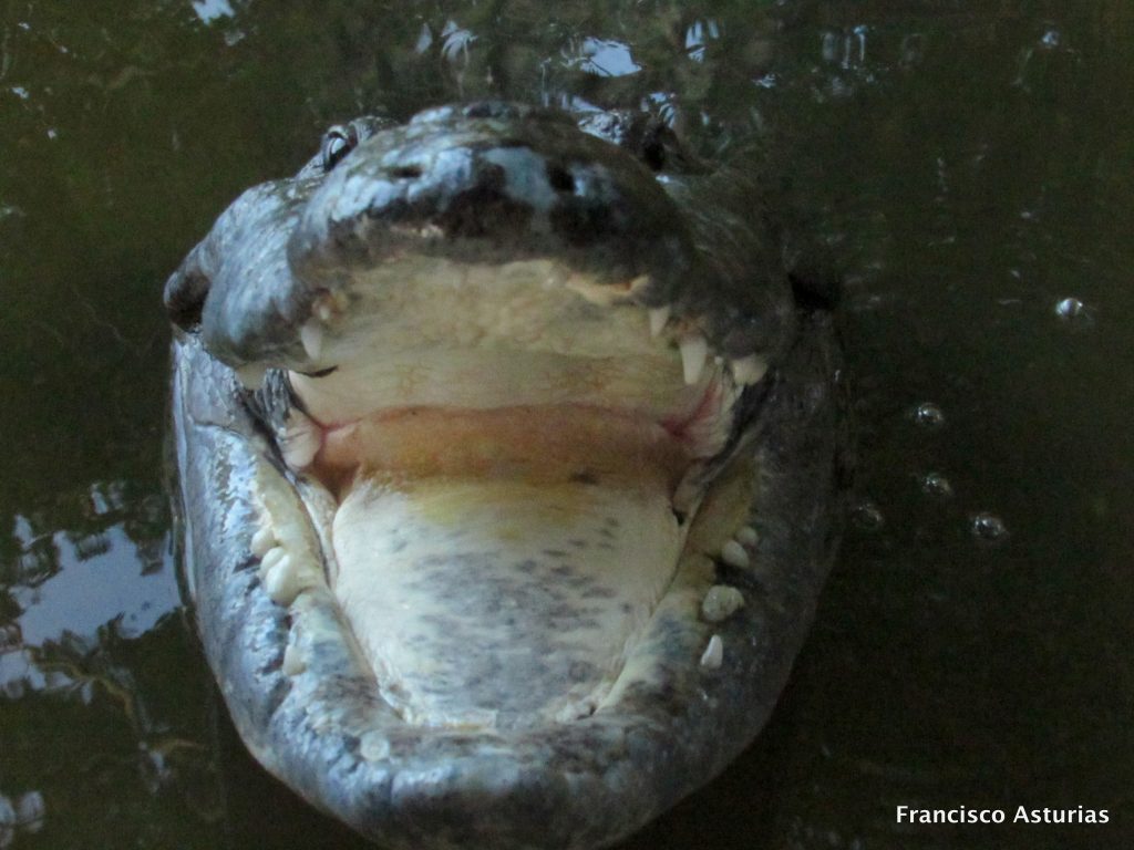 La Corroncho, la cocodrilo del biotopo Dos Lagunas que fue devorada por ...