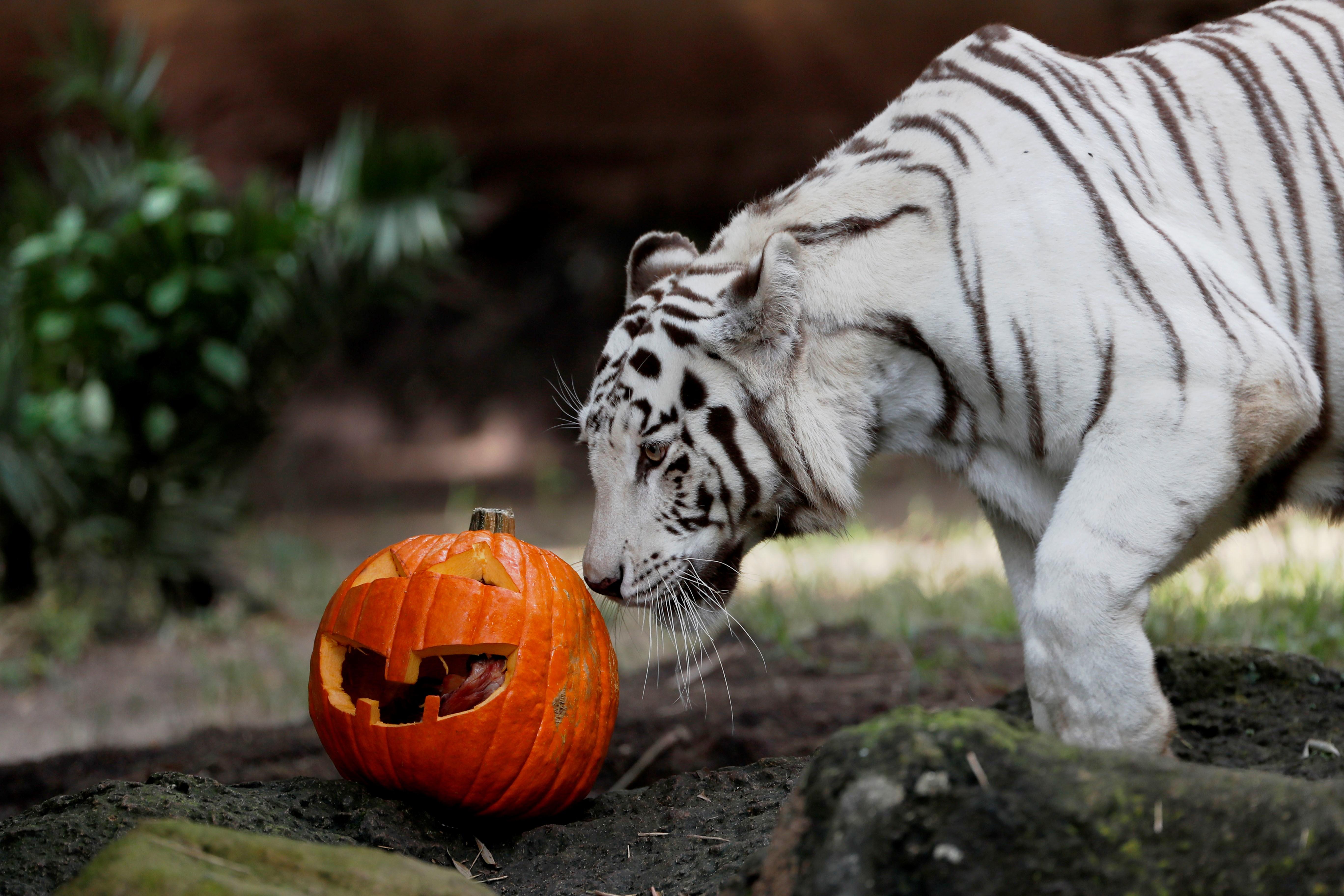 Animales del zoológico de Guatemala celebraron Halloween con calabazas