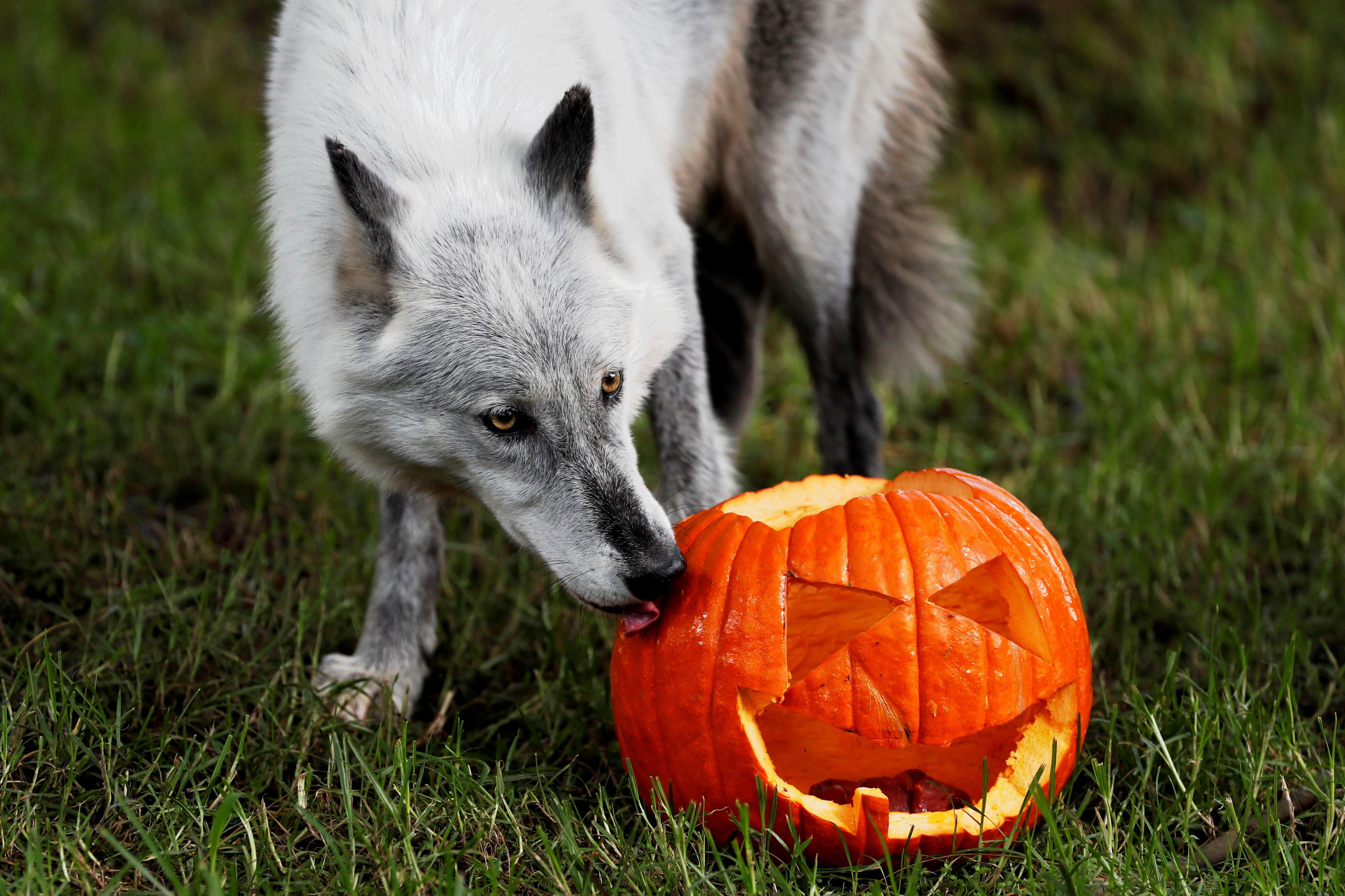 Animales del zoológico de Guatemala celebraron Halloween con calabazas
