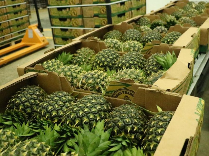 Panamá comienza la exportación de piña a China