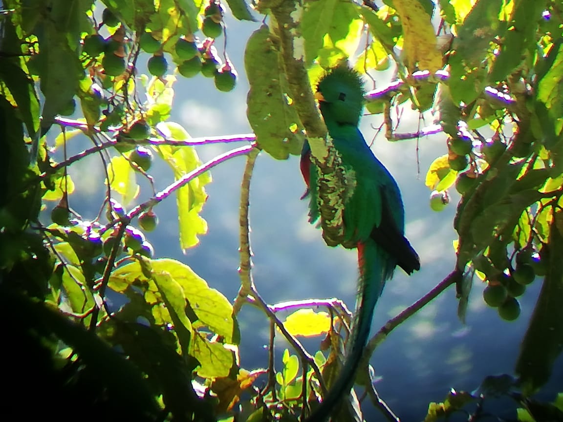 Las faldas del volcán Atitlán, el refugio perfecto para el quetzal que ...