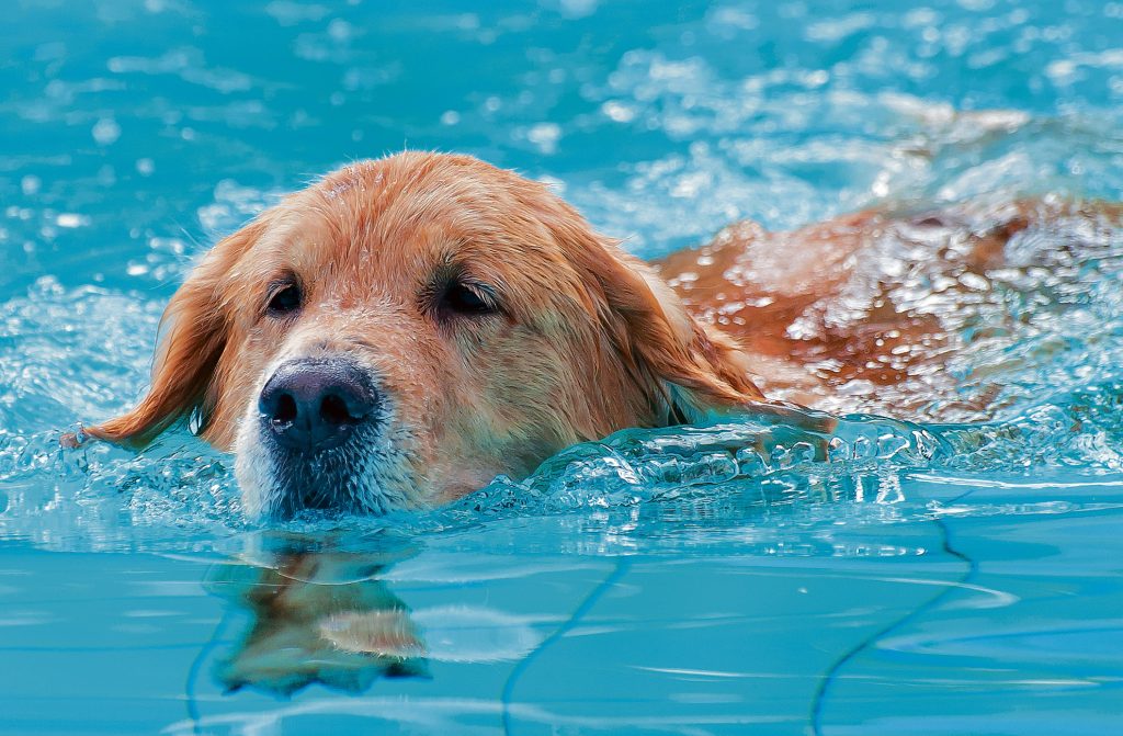 Ejercicios para mantener a tu perro sano y fuerte