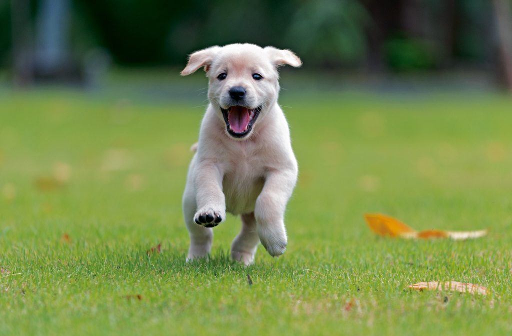 Ejercicios para mantener a tu perro sano y fuerte