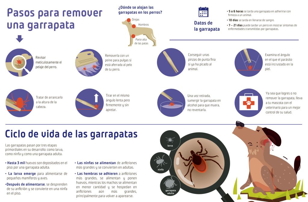 Mi perro tiene garrapatas, señales y tratamientos