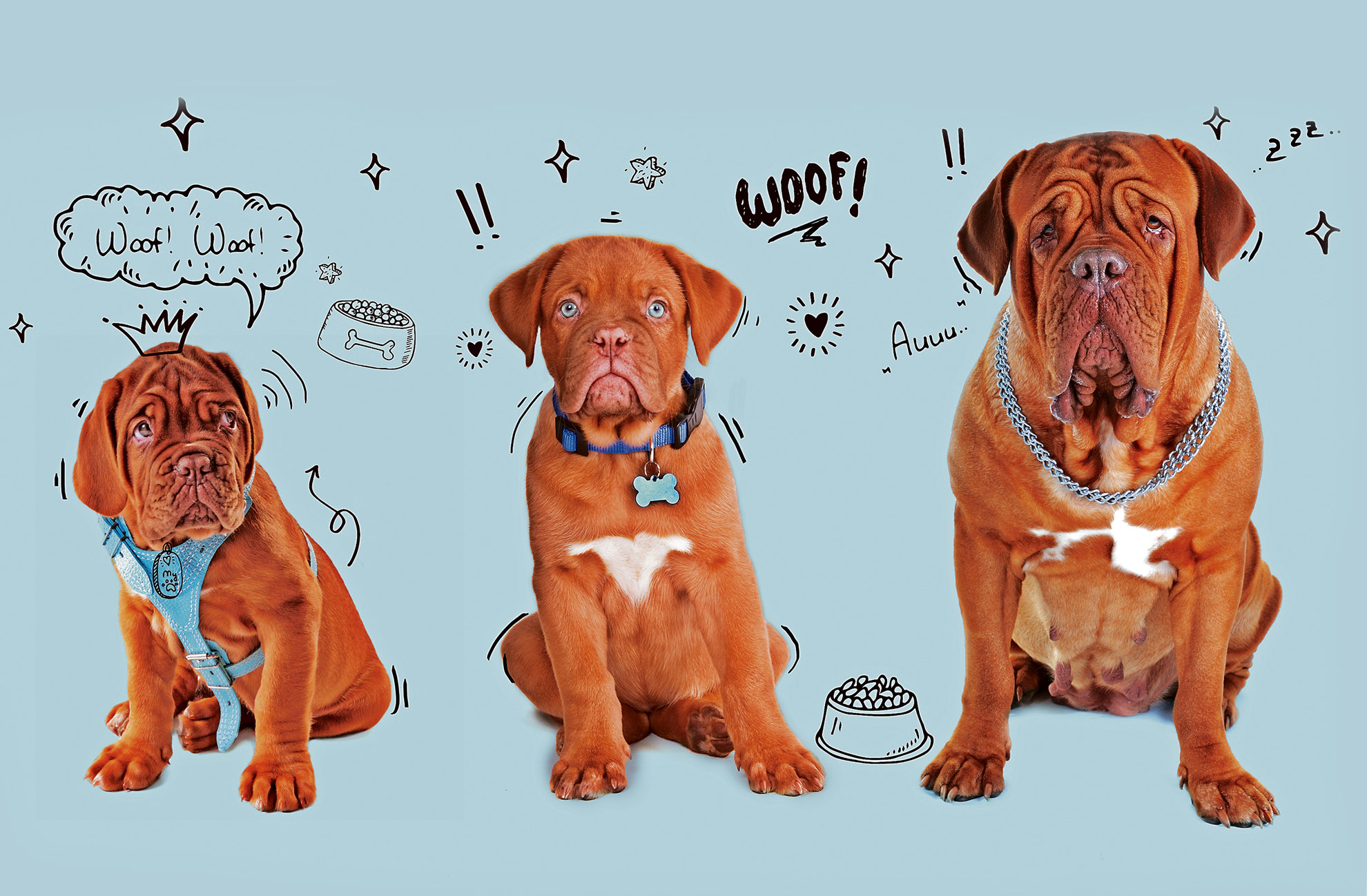 El crecimiento de tu cachorro paso a paso