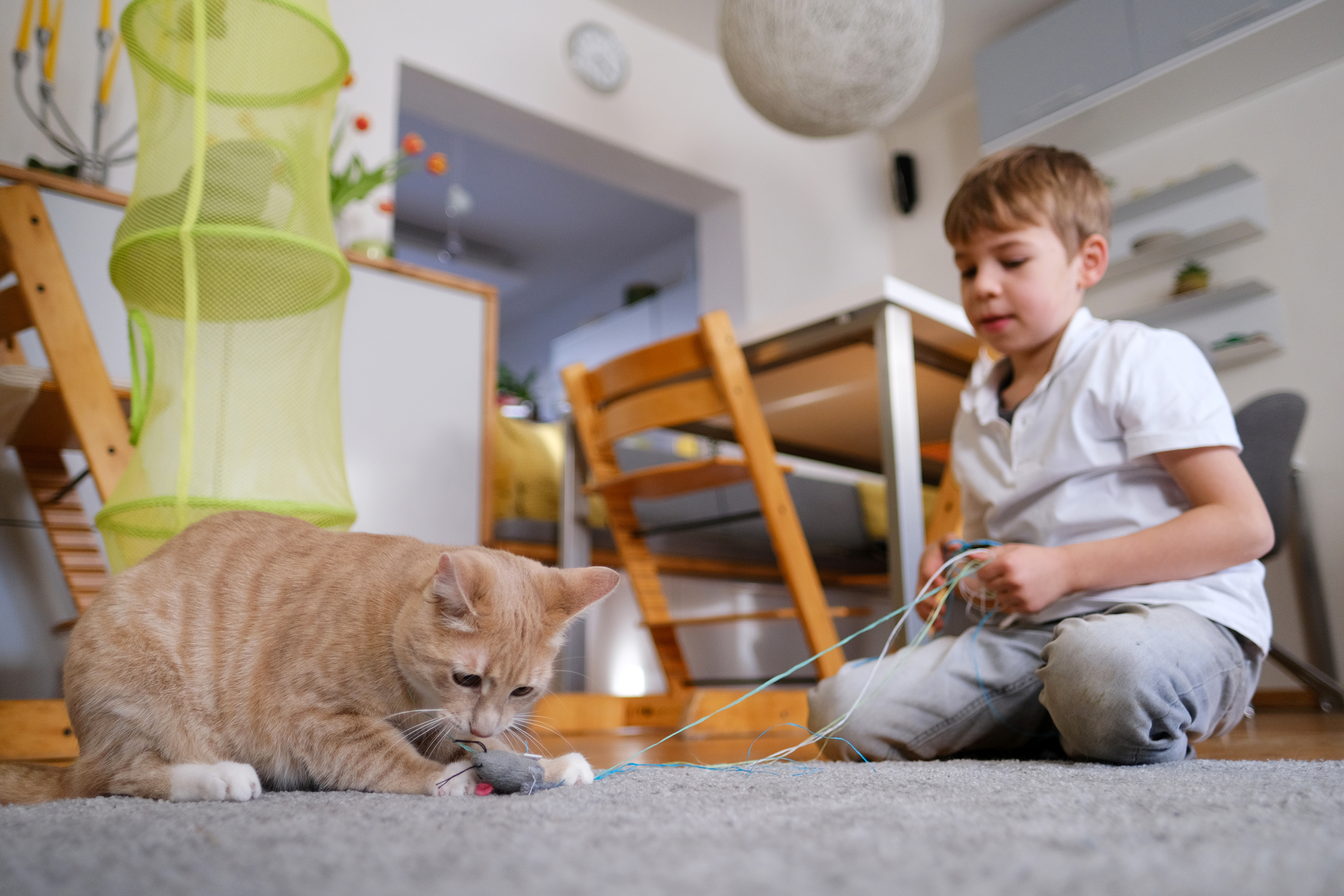 ¿Cómo pueden ayudar los niños en el cuidado de una mascota? – Prensa Libre
