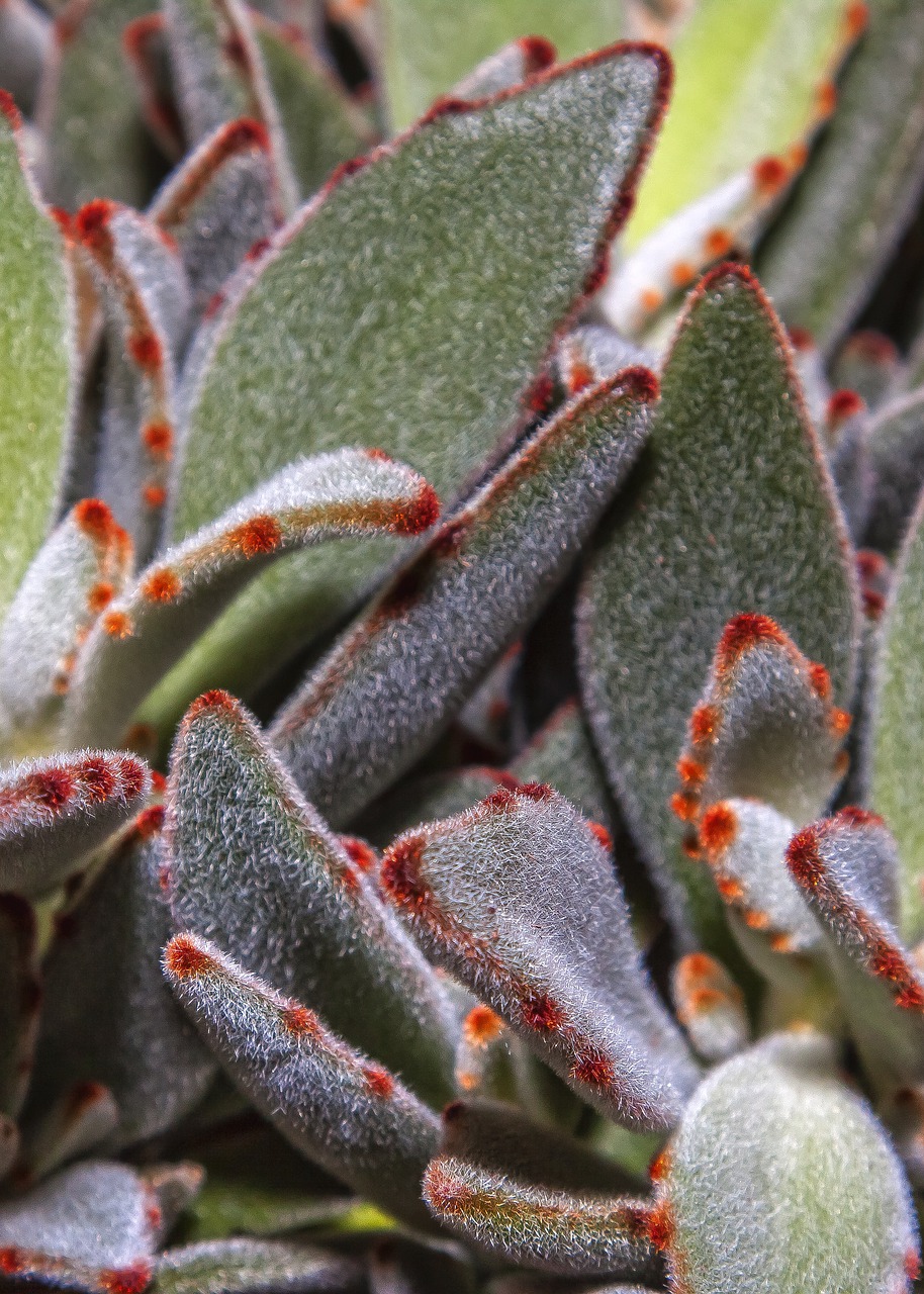 Planta Kalanchoe: propiedades y riesgos de consumo