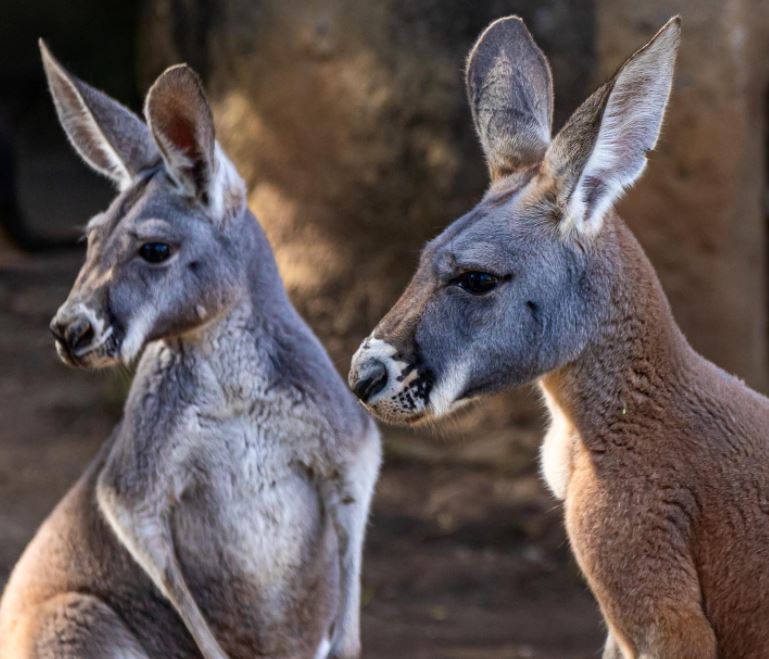 Conozca a los canguros rojos, los nuevos y tiernos integrantes del ...