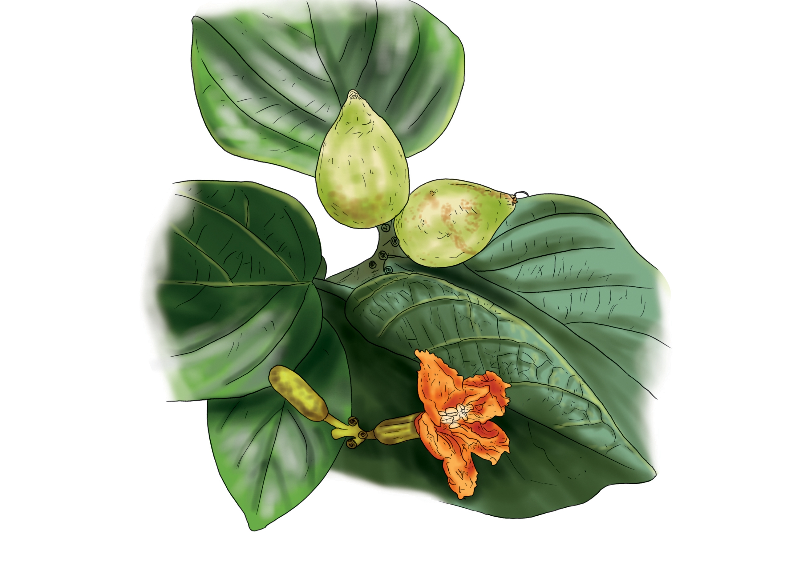 Frutas y hortalizas raras que crecen en Guatemala – Prensa Libre