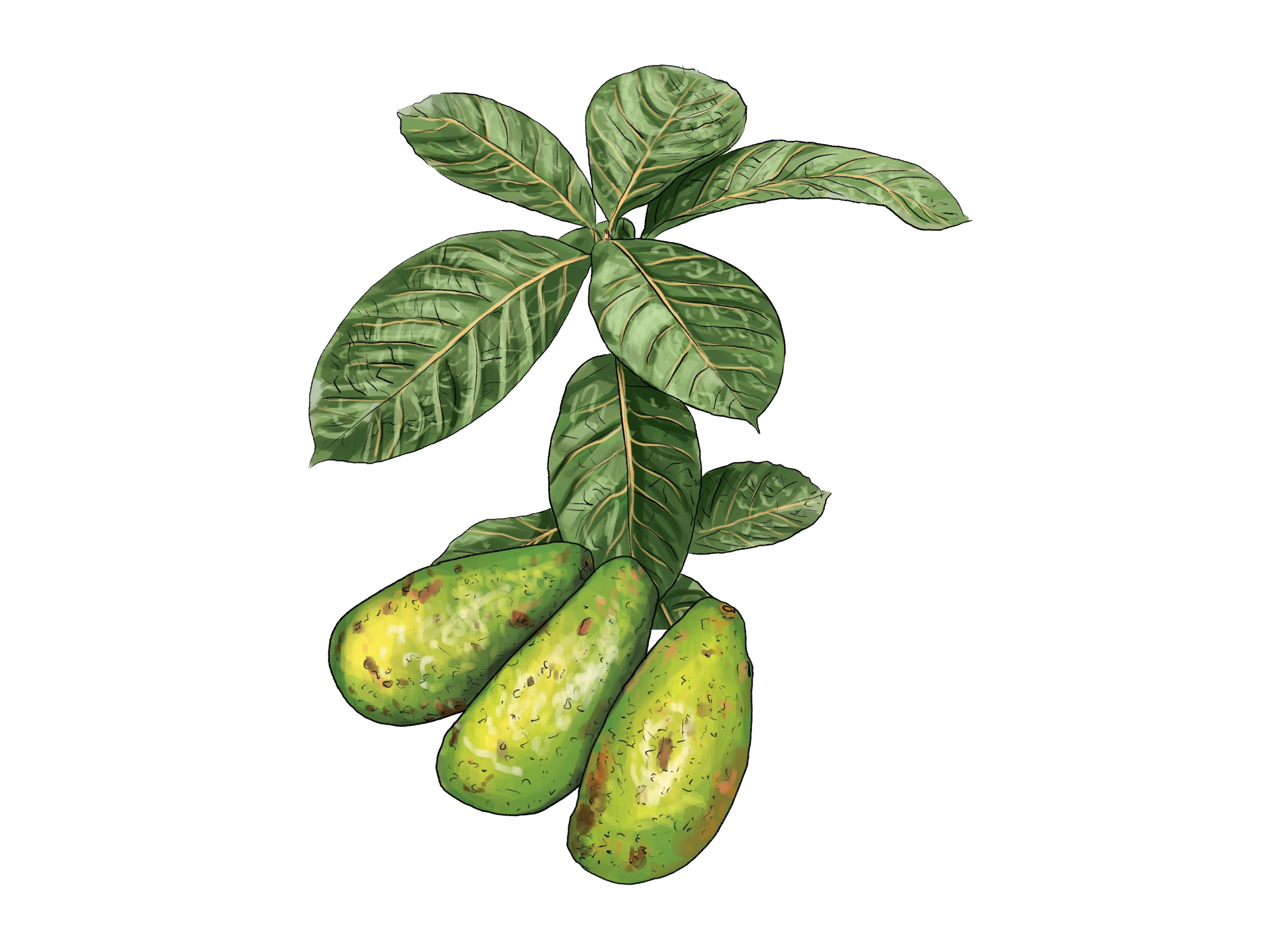 Frutas y hortalizas raras que crecen en Guatemala