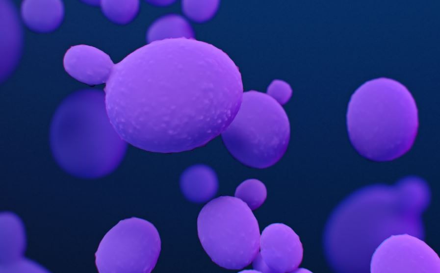 Qué es Candida auris (qué infecciones causa y cómo se transmite)