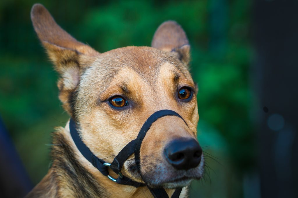 Consejos para el uso de bozal en perros – Prensa Libre