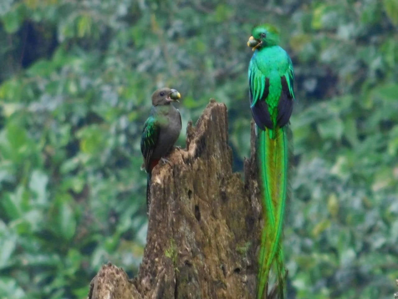 Pareja de quetzales cuida y alimenta a sus crías en reserva natural de ...