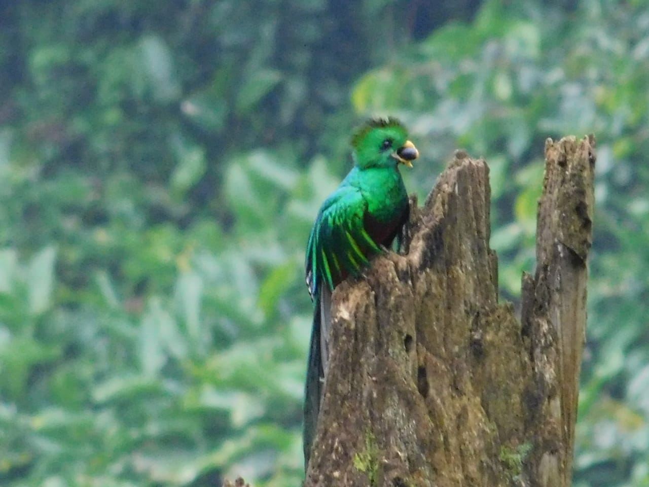 Pareja de quetzales cuida y alimenta a sus crías en reserva natural de ...